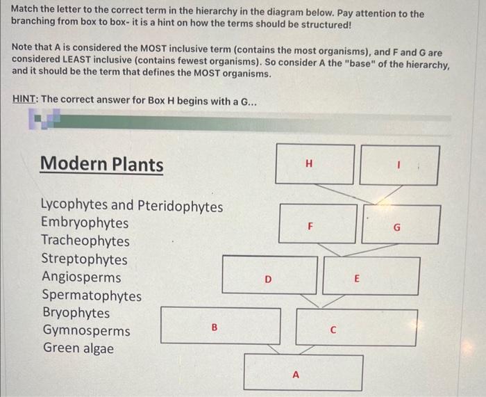 Solved Match the letter to the correct term in the hierarchy | Chegg.com
