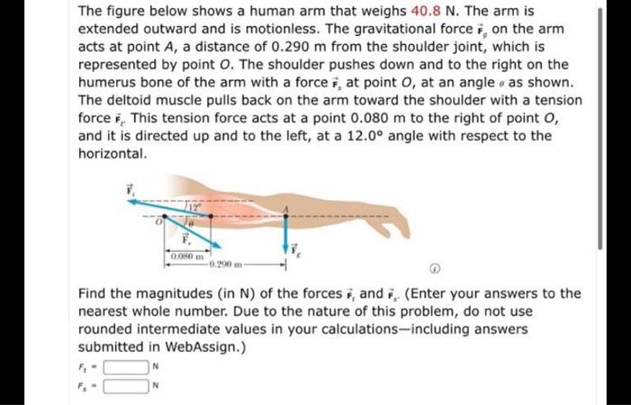 Solved The figure below shows a human arm that weighs 40.8 | Chegg.com
