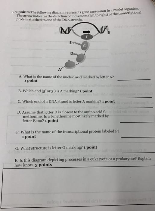 Solved 3.9 points The following diagram represents gene | Chegg.com