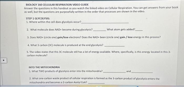 Solved BIOLOGY 160 CELLULAR RESPIRATION VIDEO GUIDE Answer | Chegg.com