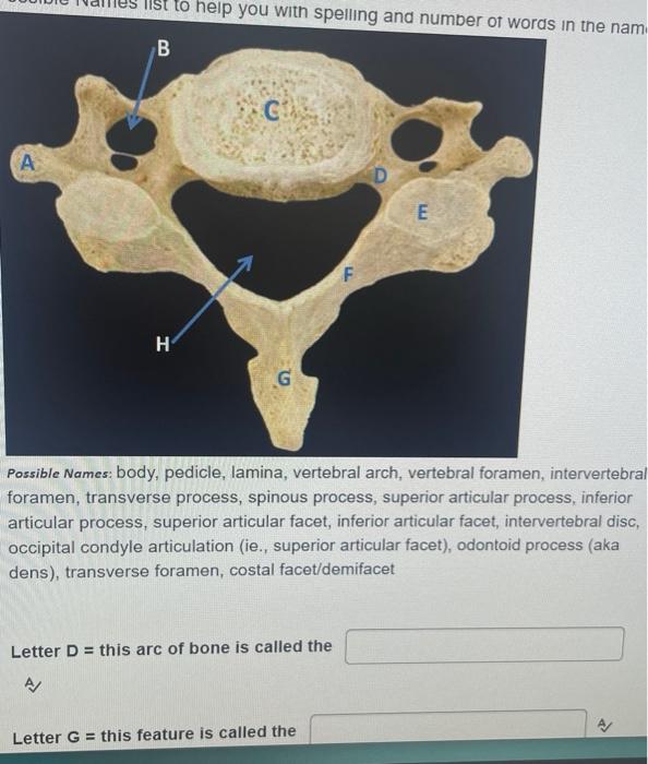 Solved Possible Names list to help you with spellina and | Chegg.com