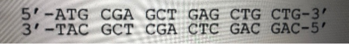 Solved 5'-ATG CGA GCT GAG CTG CTG-3' 3' -TAC GCT CGA CTC GAC | Chegg.com