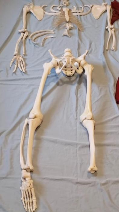 Solved Label Axial and appendicular bones present in the | Chegg.com