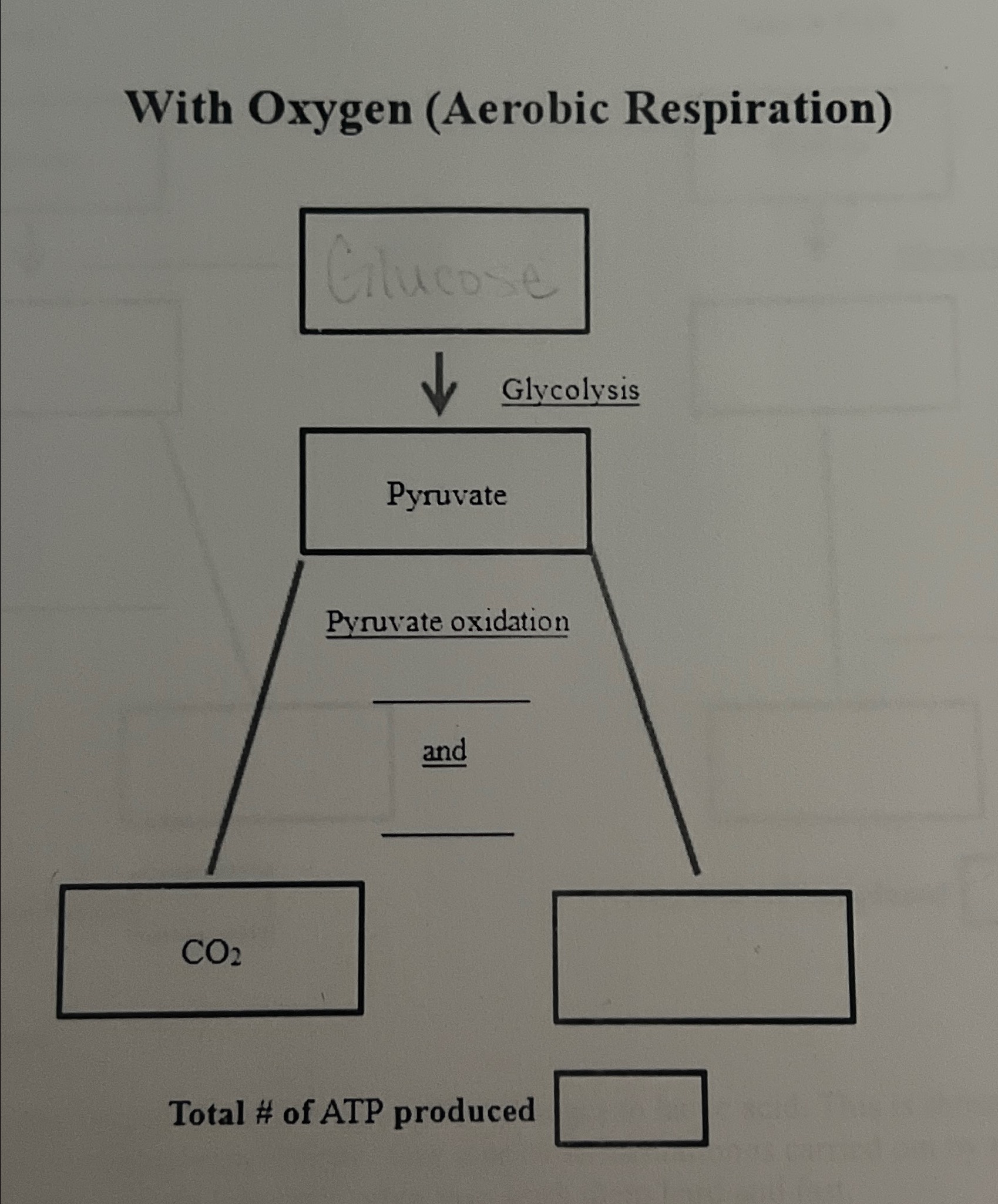 Solved With Oxygen (Aerobic Respiration) | Chegg.com