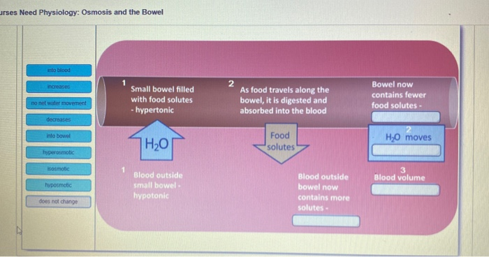 Solved urses Need Physiology: Osmosis and the Bowel into | Chegg.com