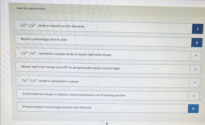 Solved Rank the options below. Ca2+Ca2+ binds to troponin on | Chegg.com