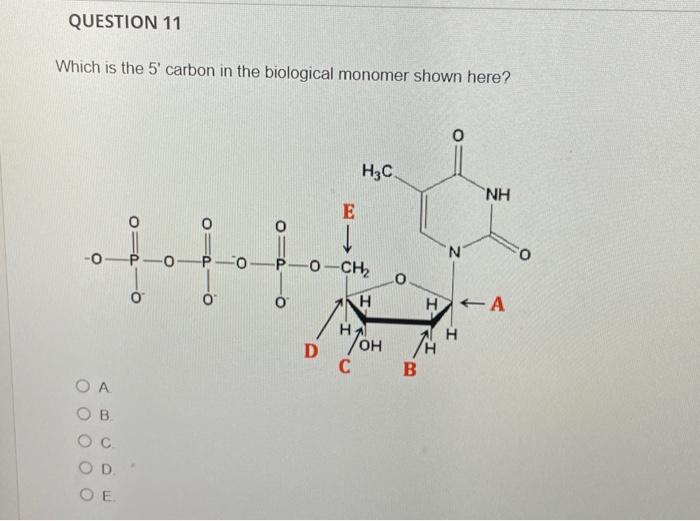 Solved Which is the 5′ carbon in the biological monomer | Chegg.com