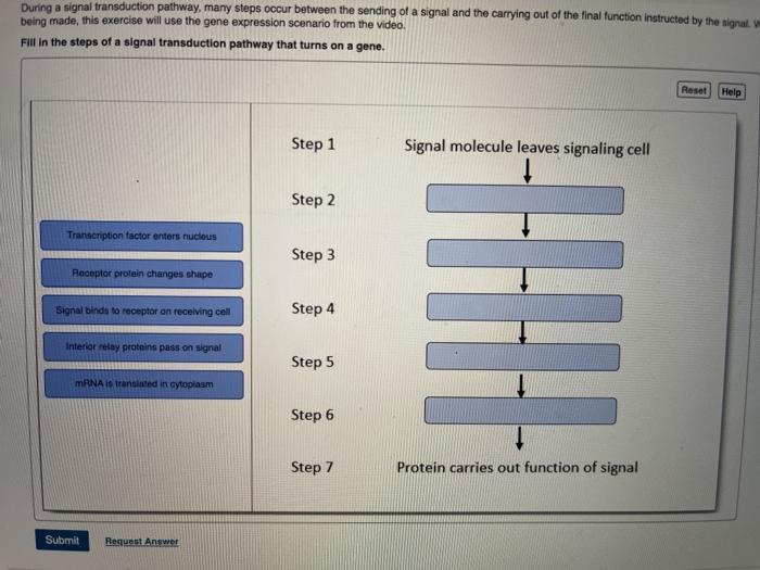 Solved Fill In The Steps Of A Signal Transduction Pathway