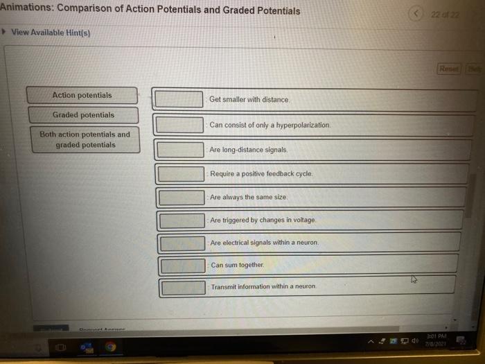 Solved Animations: Comparison of Action Potentials and | Chegg.com