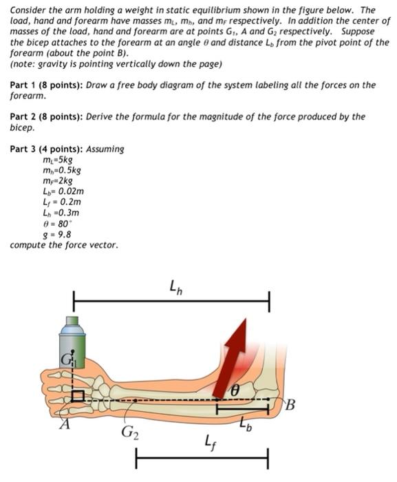 Solved Consider the arm holding a weight in static | Chegg.com