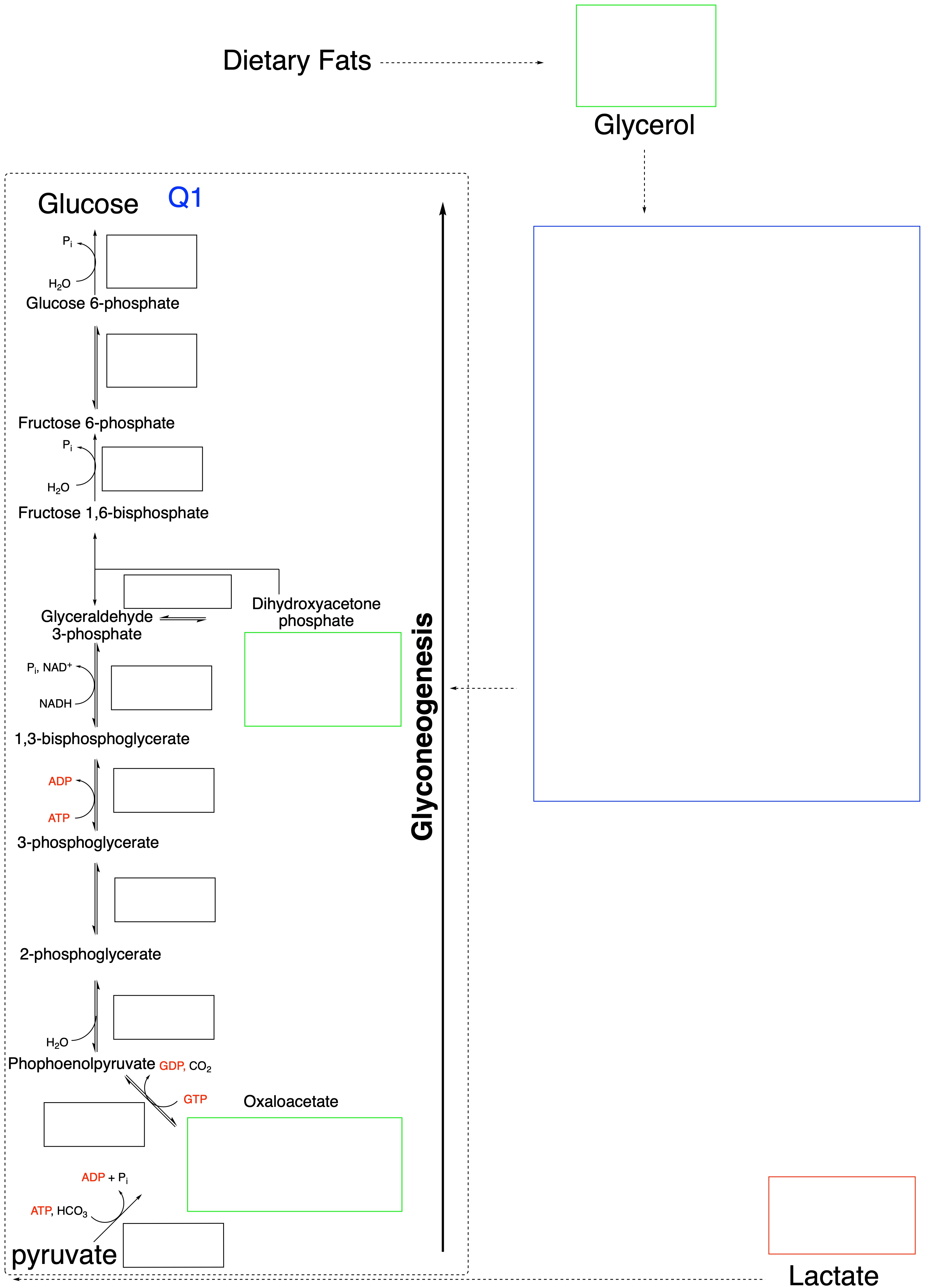 Solved Please fill in the provided chart for Glyconeogenesis | Chegg.com