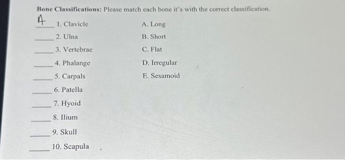 Solved Bone Classifications: Please match each bone it's | Chegg.com