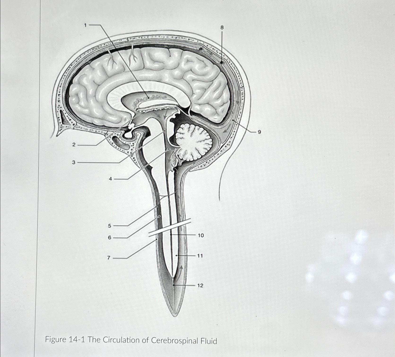 Solved Figure 14-1 ﻿The Circulation of Cerebrospinal Fluid | Chegg.com