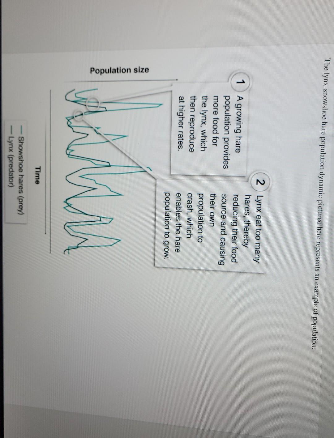 Solved The lynx-snowshoe hare population dynamic pictured | Chegg.com Solved The lynx-snowshoe hare population dynamic pictured | Chegg.com