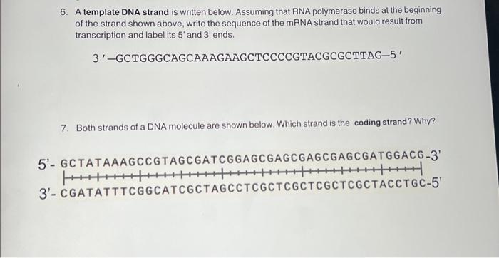 Solved 6. A template DNA strand is written below. Assuming | Chegg.com