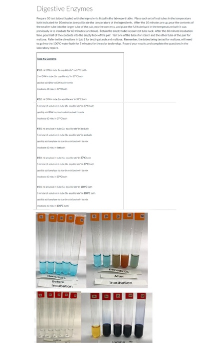 Digestive Enzymes Prepare test tubes (5 pair with the | Chegg.com