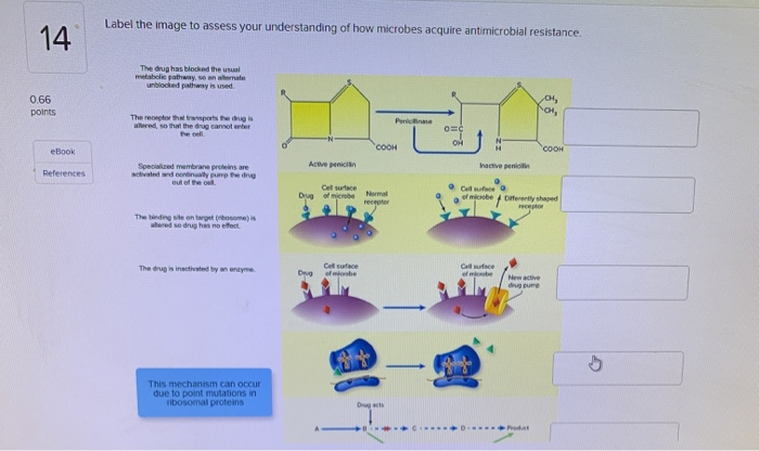 Solved Label the image to assess your understanding of how | Chegg.com