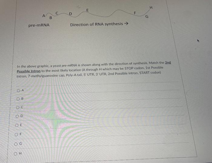 Solved E D G pre-mRNA Direction of RNA synthesis → In the | Chegg.com