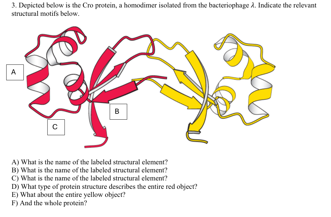 Solved Depicted below is the Cro protein, a homodimer | Chegg.com