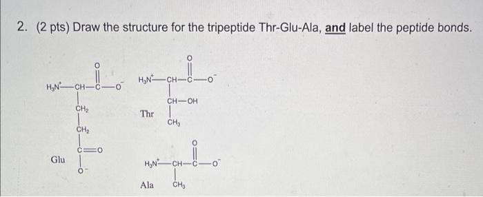 Solved 2. (2 pts) Draw the structure for the tripeptide | Chegg.com