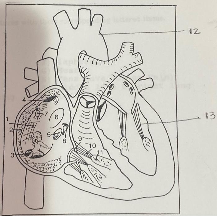 Solved anatomy anatomy of the heart | Chegg.com