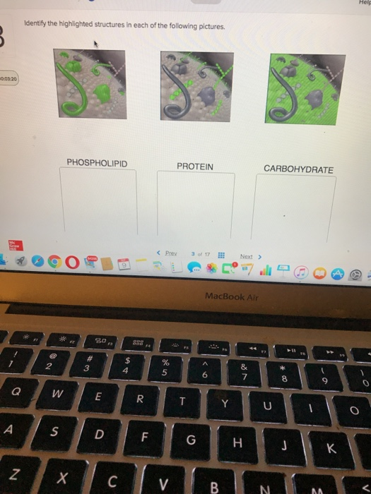 Solved Identify the highlighted structures in each of the | Chegg.com