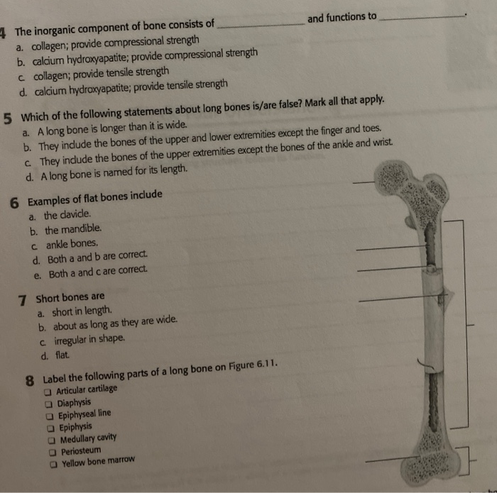 Solved and functions to 4 The inorganic component of bone | Chegg.com