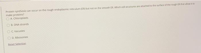 Solved Protein synthesis can occur on the rough endoplasmic | Chegg.com