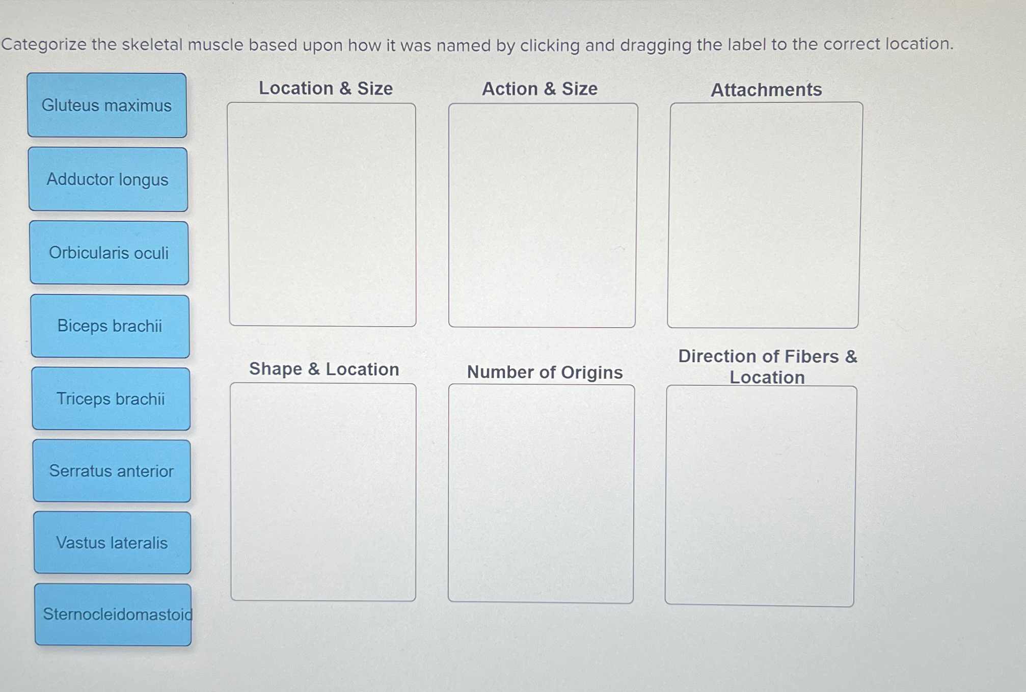 Solved Categorize the skeletal muscle based upon how it was | Chegg.com