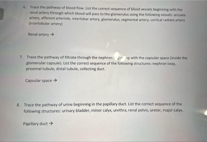 Solved 6. Trace the pathway of blood flow. List the correct | Chegg.com