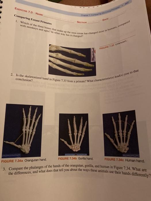 Solved EXERCISE 7.3 NAME Comparing Extant Primates Chotar T | Chegg.com