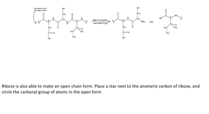 Ribose is also able to make an open chain form. Place | Chegg.com
