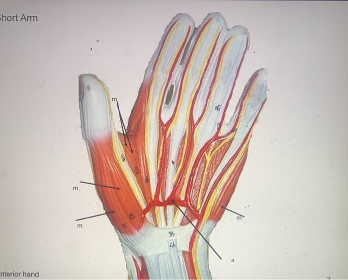 Solved Short Arm Anterior Full Upper Limb showing the medial | Chegg.com