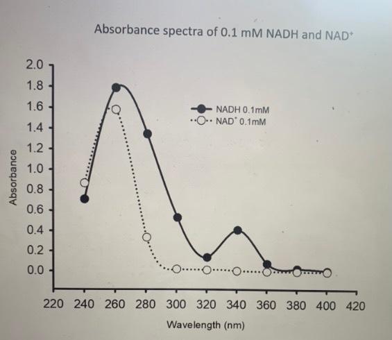 Solved Absorbance spectra of 0.1 mM NADH and NAD 2.0 1.8 1.6 | Chegg.com