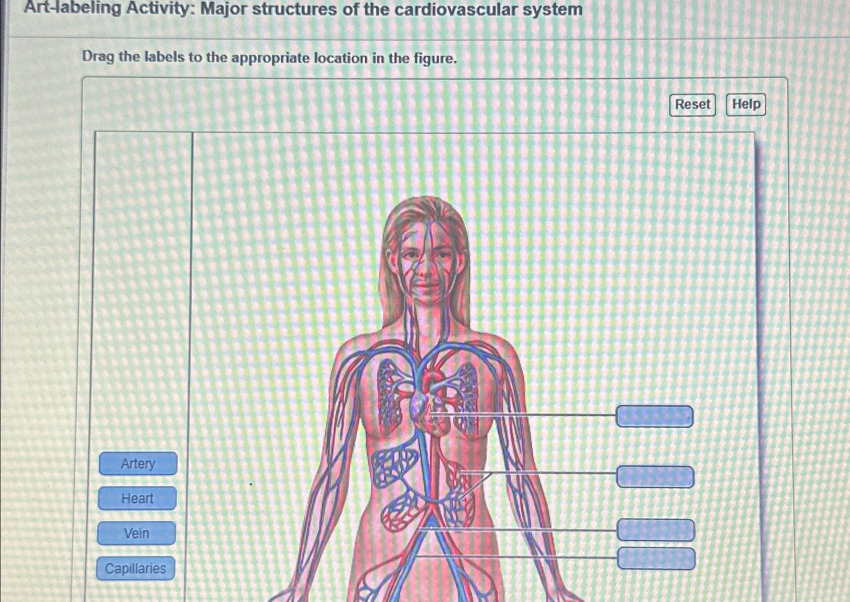 Solved Art-labeling Activity: Major structures of the | Chegg.com
