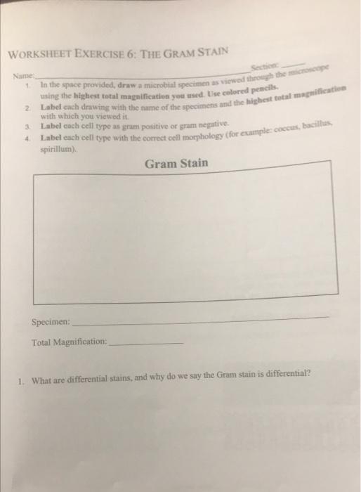Solved WORKSHEET EXERCISE 6: THE GRAM STAIN Name In the | Chegg.com