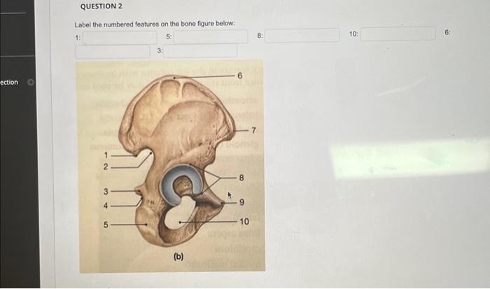 Label the numbered features on the bone figure | Chegg.com