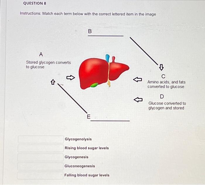 Solved Instructions: Match each term below with the correct | Chegg.com