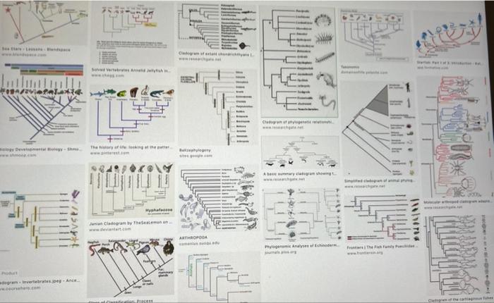 Solved ASAP! 1. Please create a CLADOGRAM showing the | Chegg.com