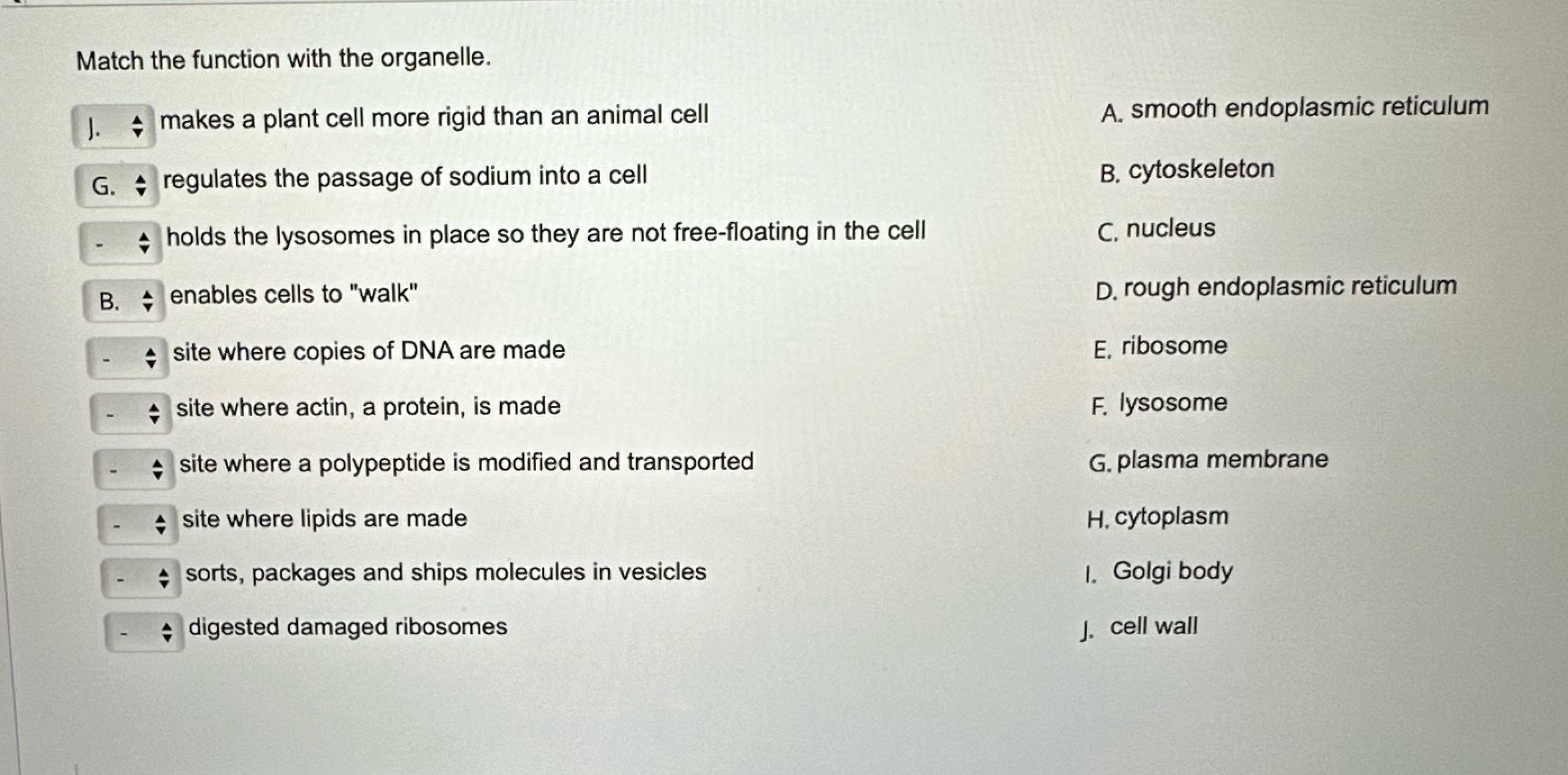Solved Match the function with the organelle.makes a plant | Chegg.com