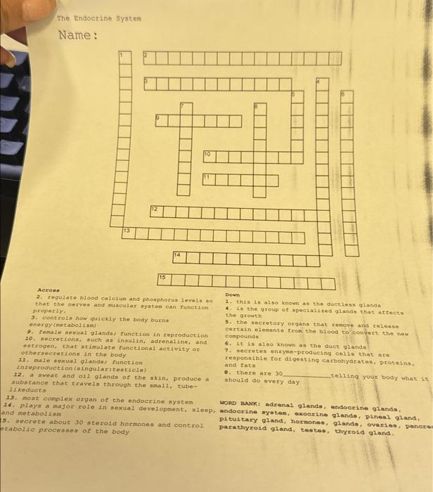 Solved The Endocrine System Name: Across 13 12 15 11. male | Chegg.com