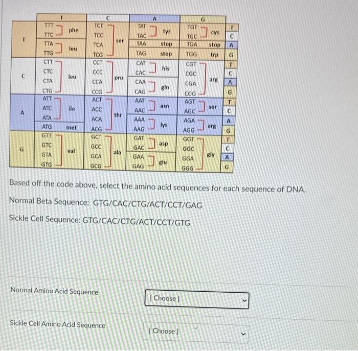 Solved Based off the code above, select the amino acid | Chegg.com