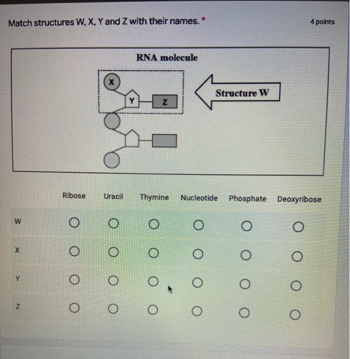 Solved Match structures W, X, Y and Z with their names. * 4 | Chegg.com