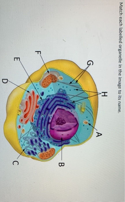 Solved Match each labelled organelle in the image to its | Chegg.com