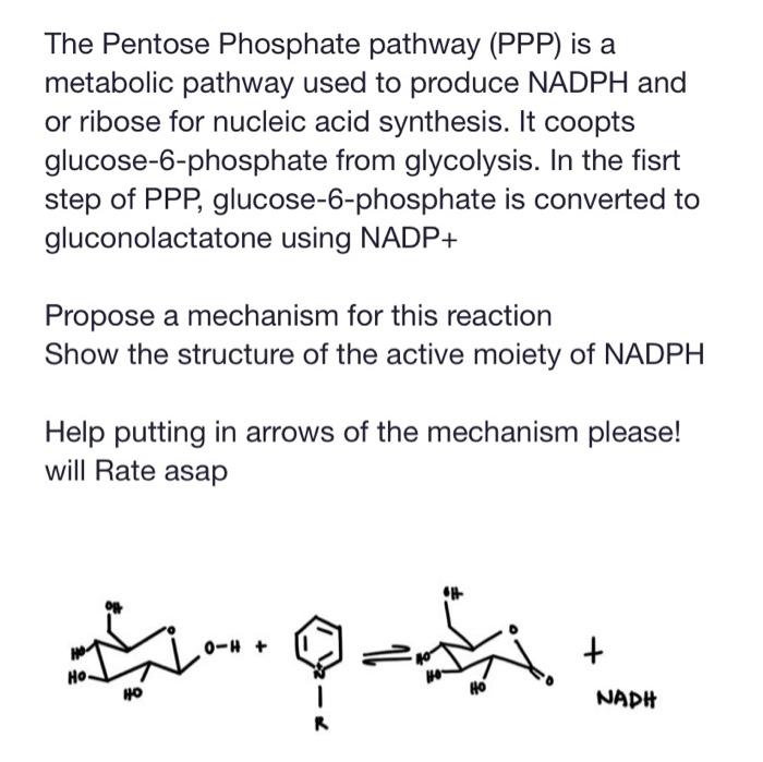 Solved The Pentose Phosphate pathway (PPP) is a metabolic | Chegg.com