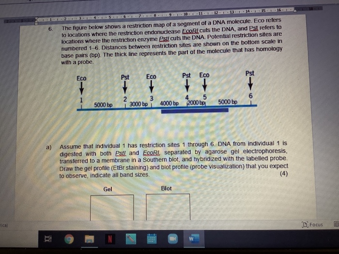 Solved 10 6. The figure below shows a restriction map of a | Chegg.com