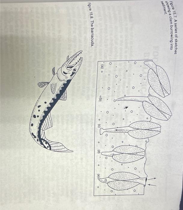 Solved Problem 5: Examine the pictures of the clam in Figure | Chegg.com
