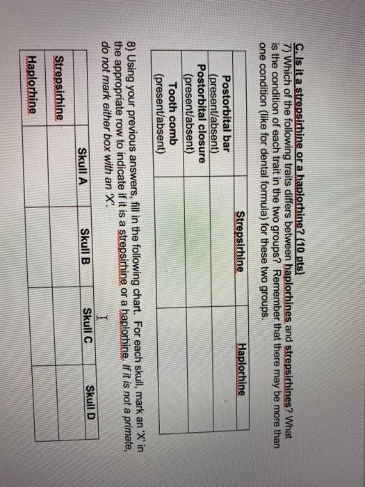 Solved Primates that have a postorbital bar as well as a | Chegg.com