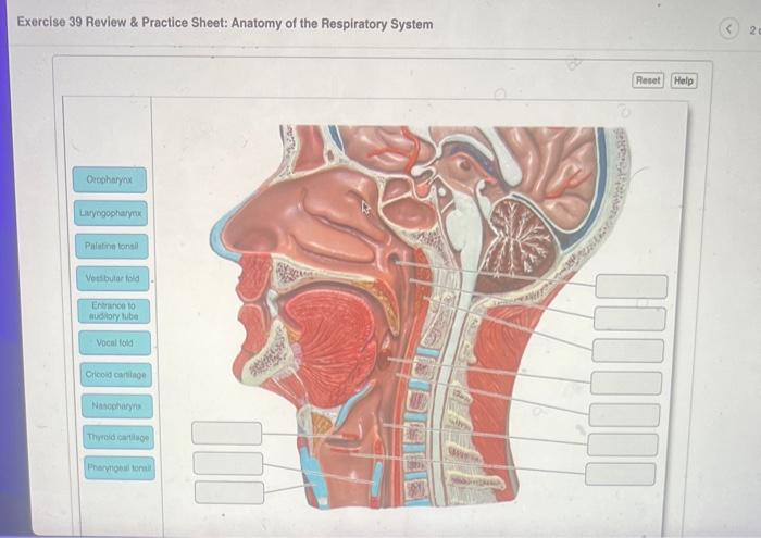 Solved Exercise 39 Review \& Practice Sheet: Anatomy of the | Chegg.com