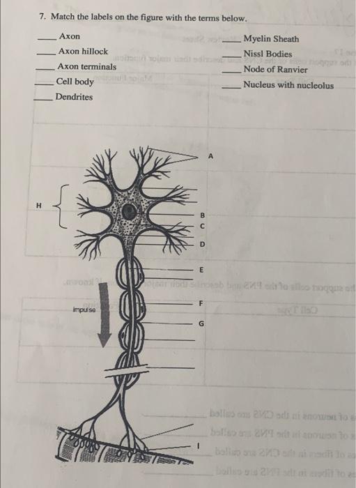 Solved 7. Match the labels on the figure with the terms | Chegg.com